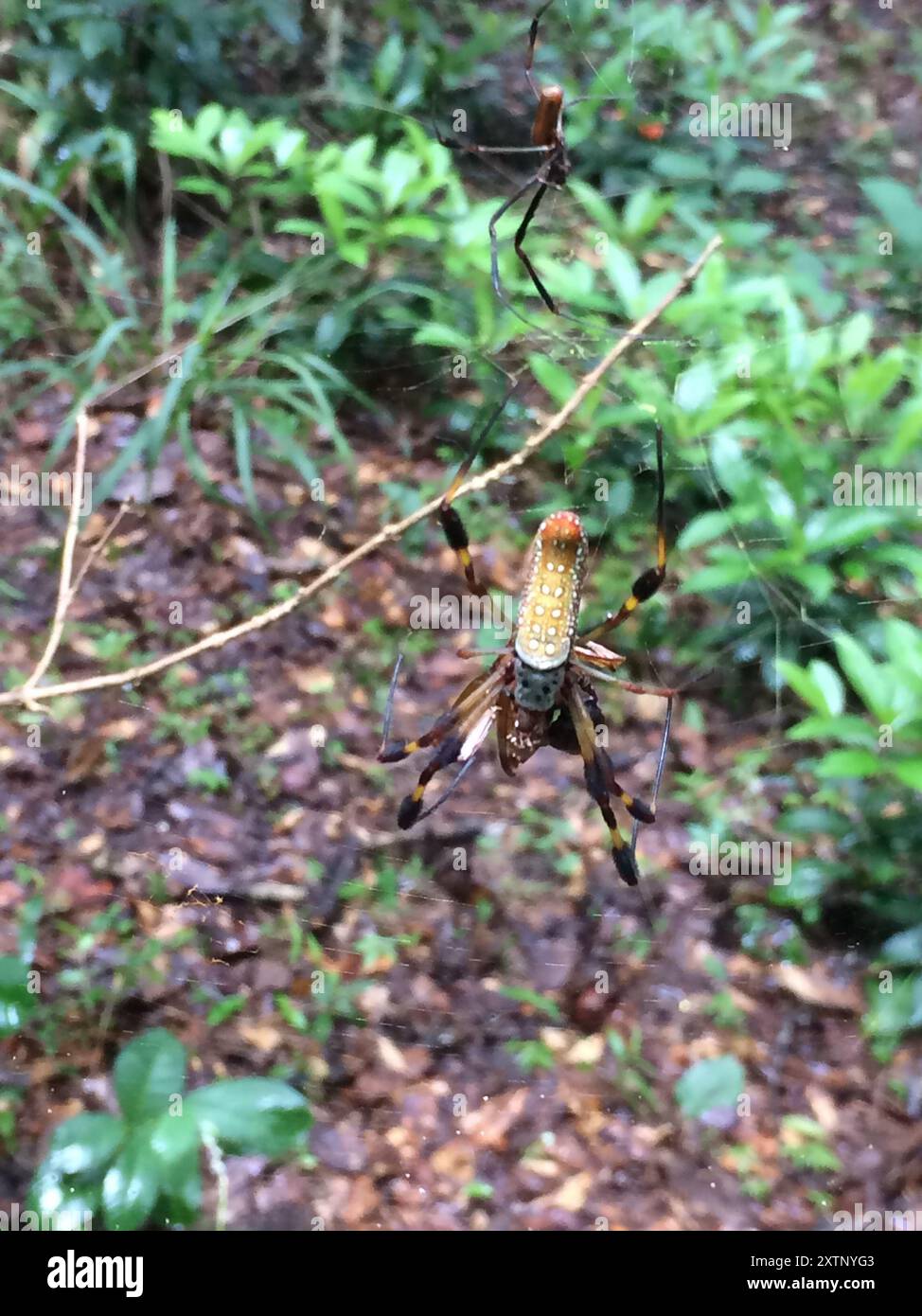 Golden Silk Spider (Trichonephila clavipes) Arachnida Stock Photo - Alamy