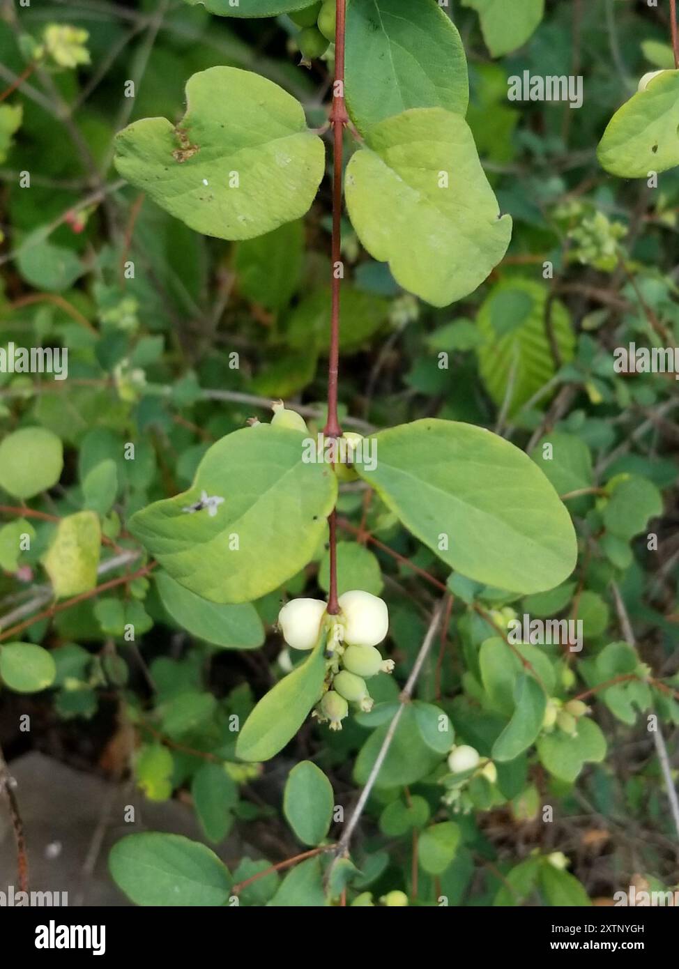 Common Snowberry (Symphoricarpos albus) Plantae Stock Photo - Alamy