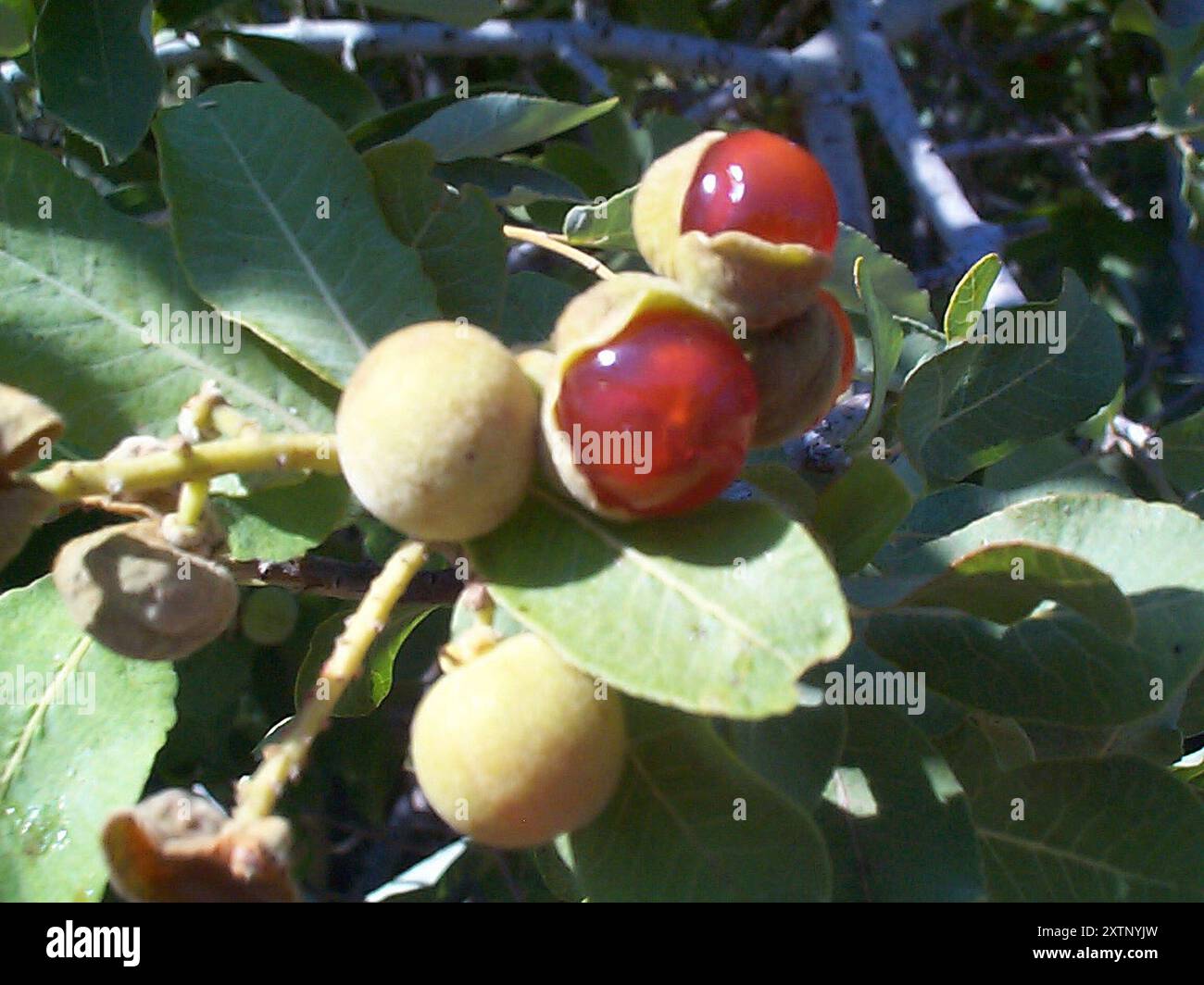 Jacket plum (Pappea capensis) Plantae Stock Photo - Alamy