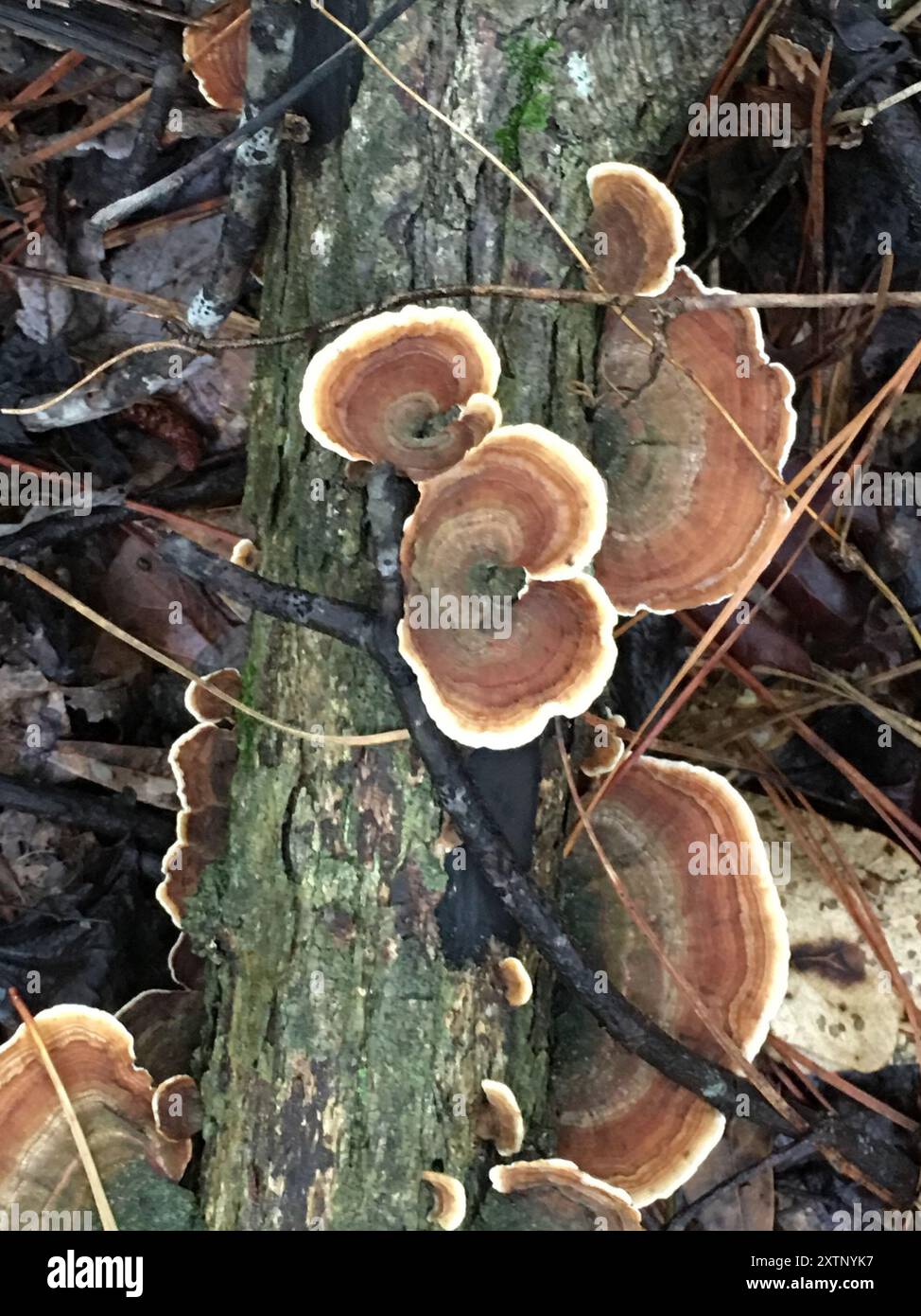 shelf fungi (Polyporales) Fungi Stock Photo - Alamy