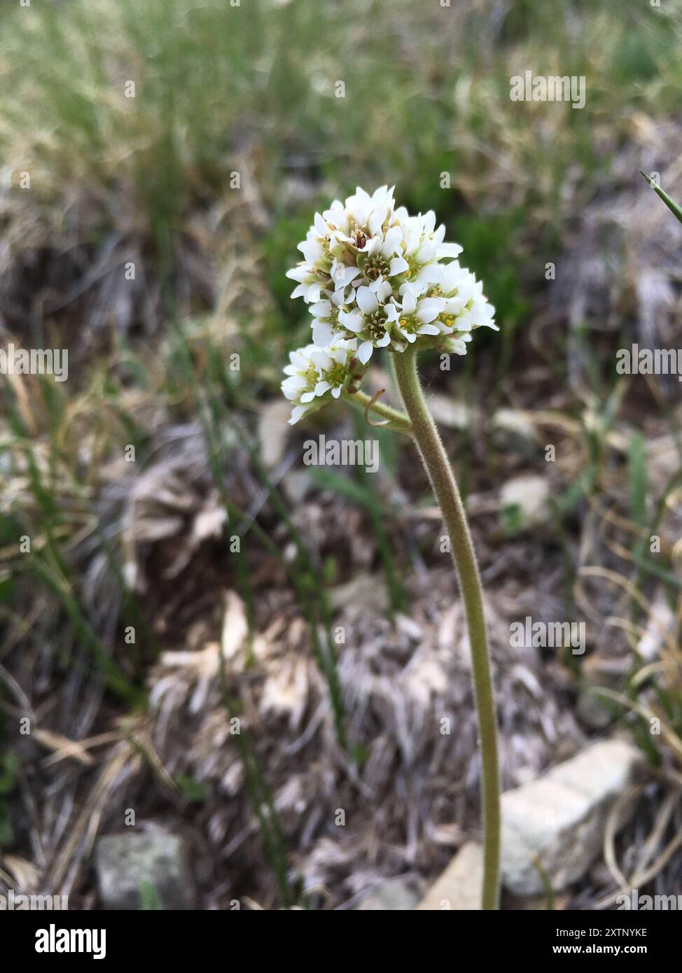 Diamondleaf Saxifrage (Micranthes rhomboidea) Plantae Stock Photo - Alamy