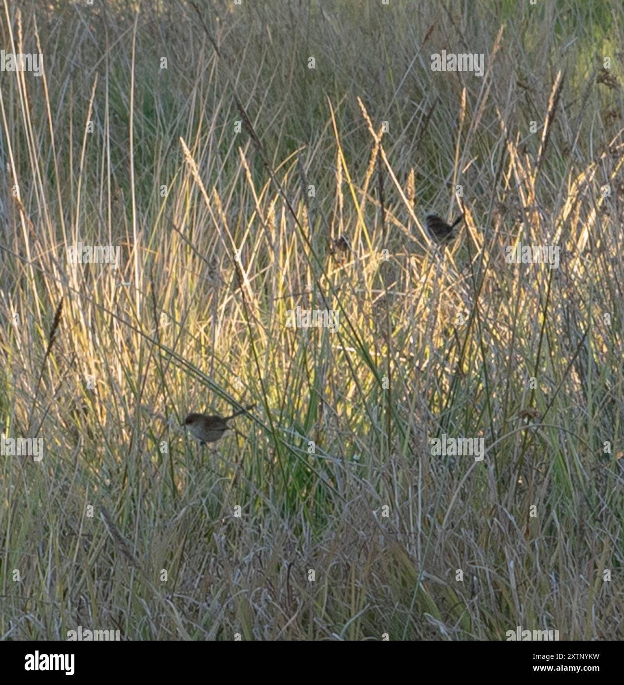Superb Fairywren (Malurus cyaneus) Aves Stock Photo - Alamy