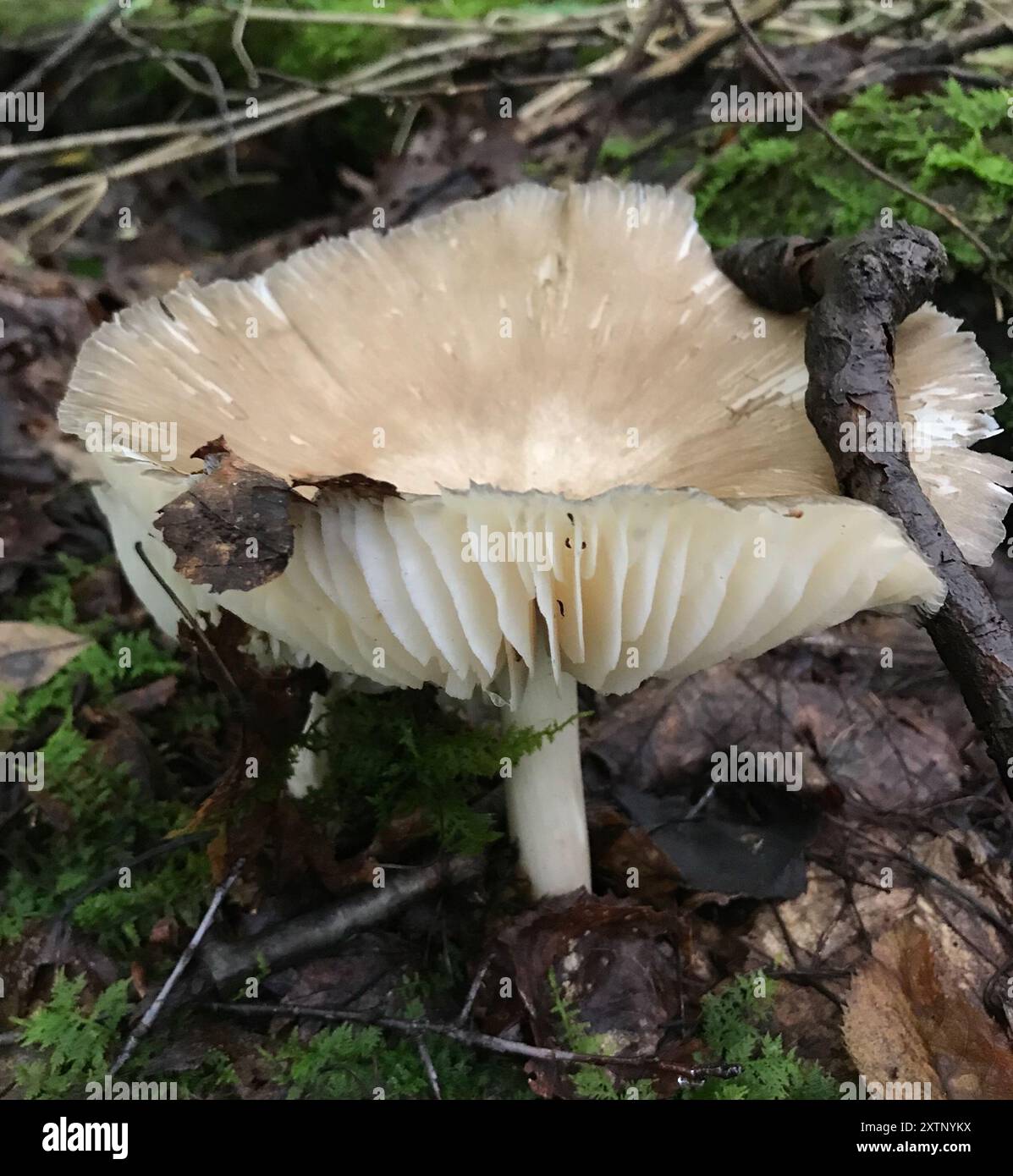 Eastern American Platterful Mushroom (Megacollybia rodmanii) Fungi ...