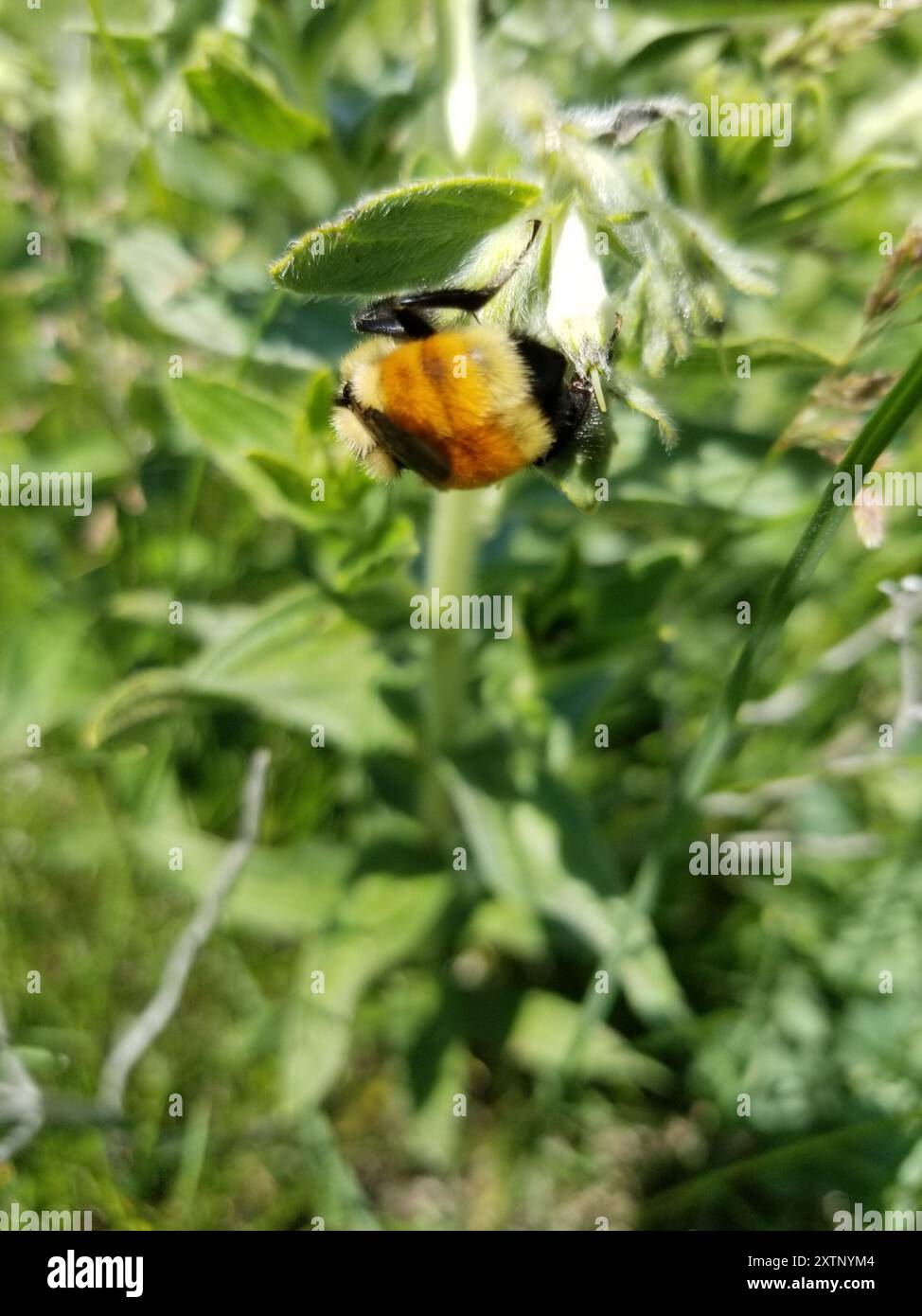 Hunt's Bumble Bee (Bombus huntii) Insecta Stock Photo - Alamy