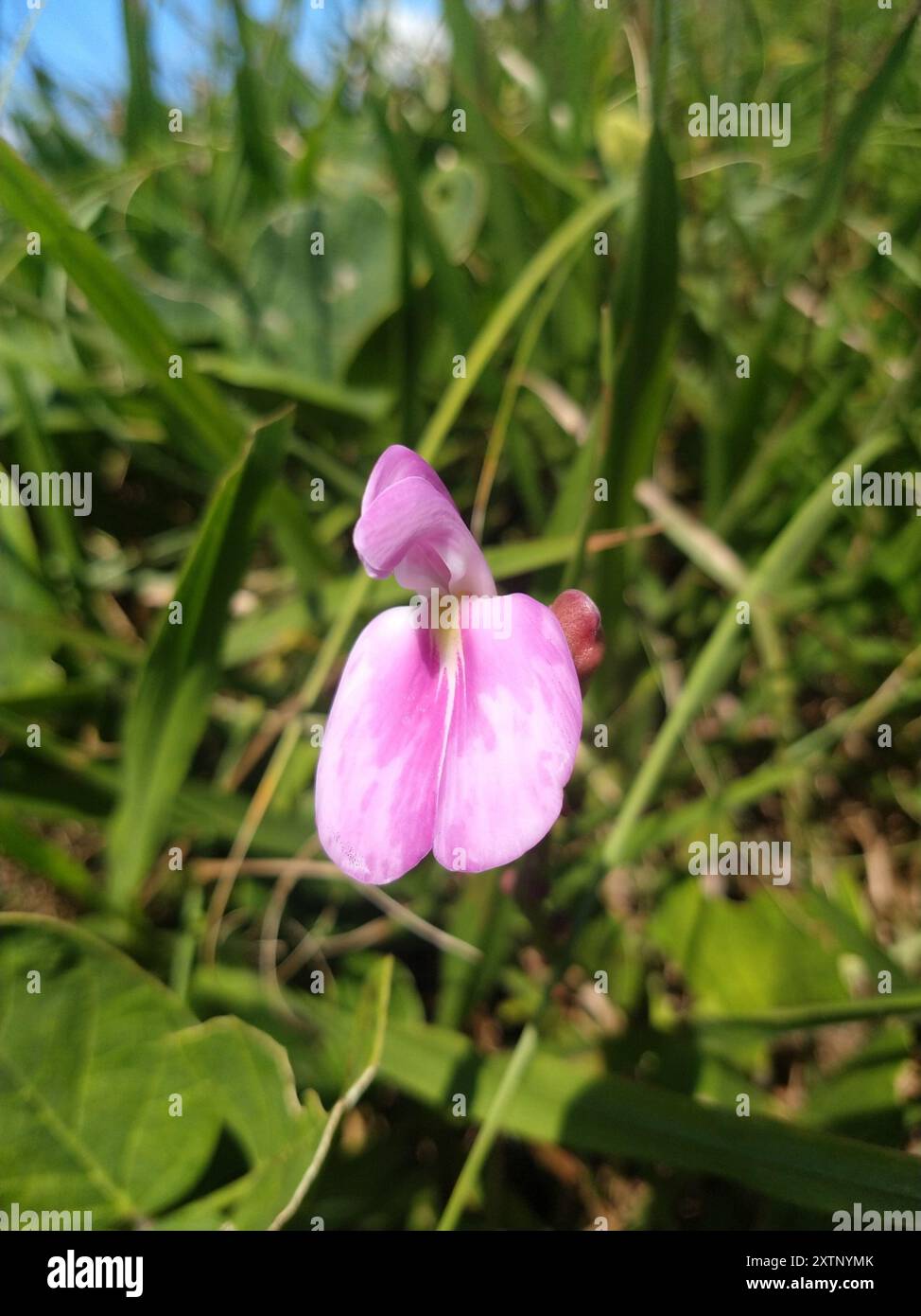 Beach Bean (Canavalia rosea) Plantae Stock Photo - Alamy