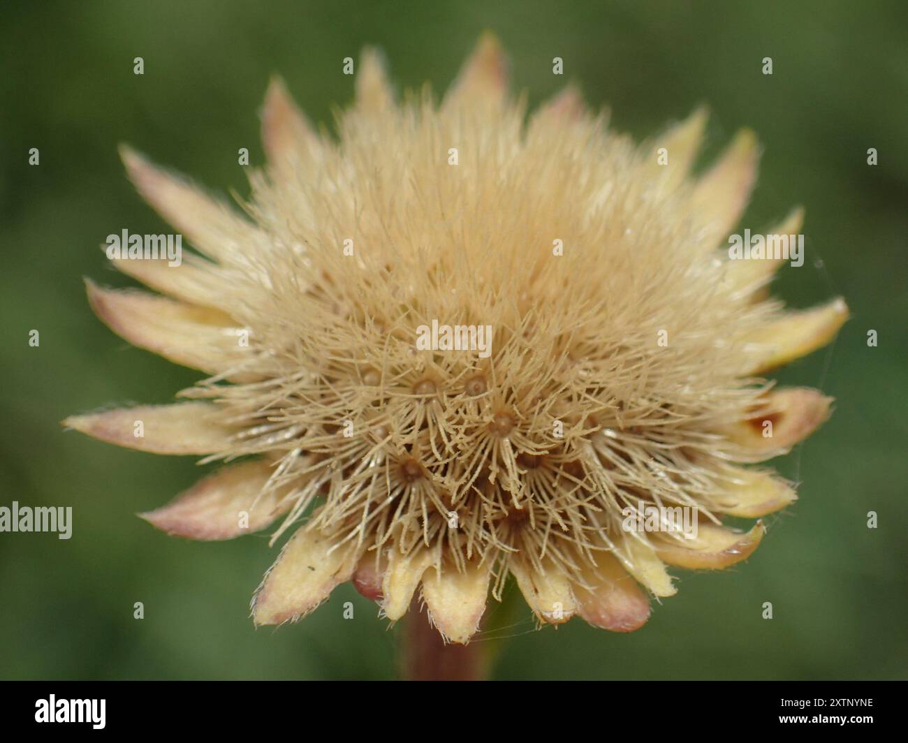 (Aster hispidus) Plantae Stock Photo - Alamy
