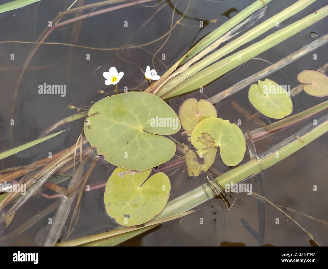 little floatingheart (Nymphoides cordata) Plantae Stock Photo - Alamy