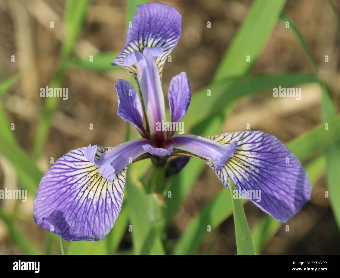 northern blue flag (Iris versicolor) Plantae Stock Photo - Alamy