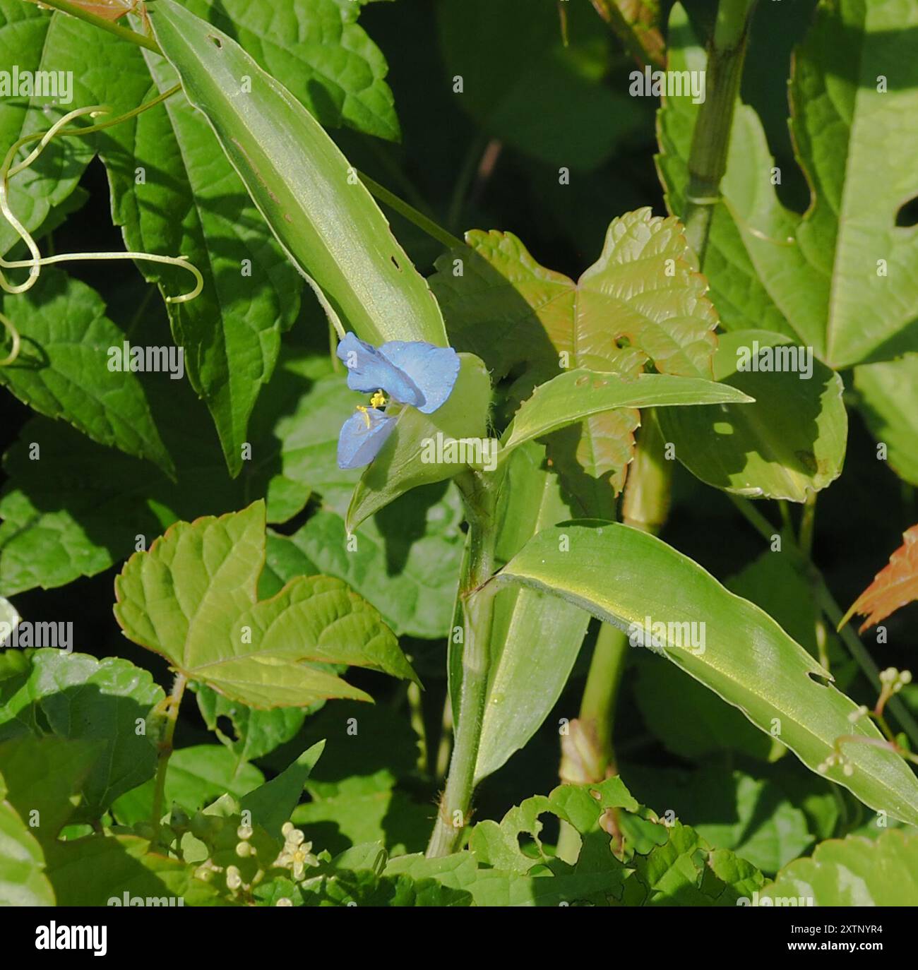 Virginia Dayflower (Commelina virginica) Plantae Stock Photo - Alamy