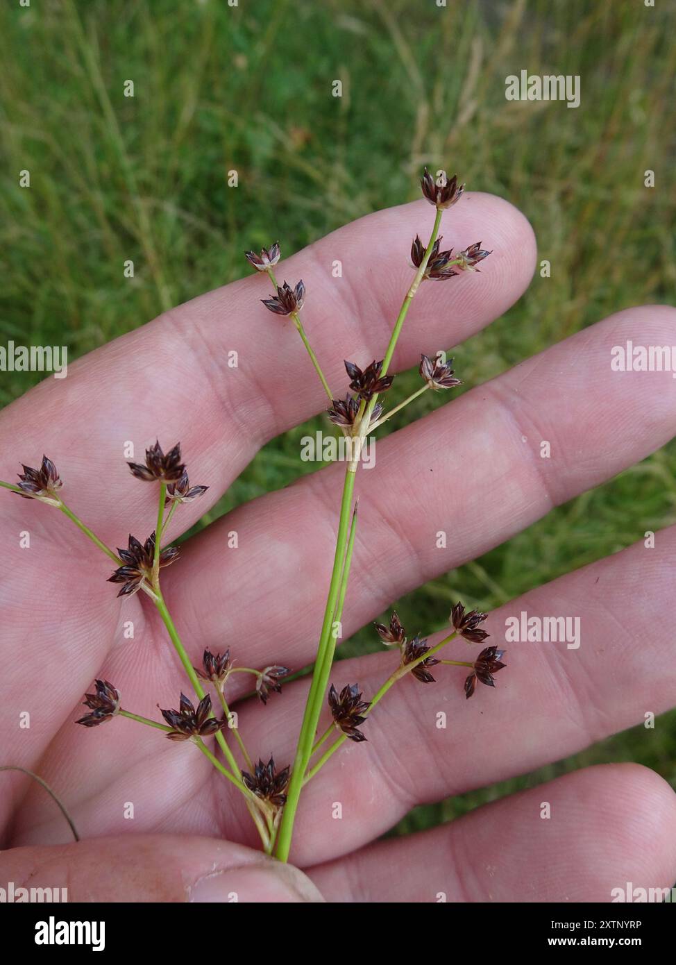 Jointed rush (Juncus articulatus) Plantae Stock Photo - Alamy