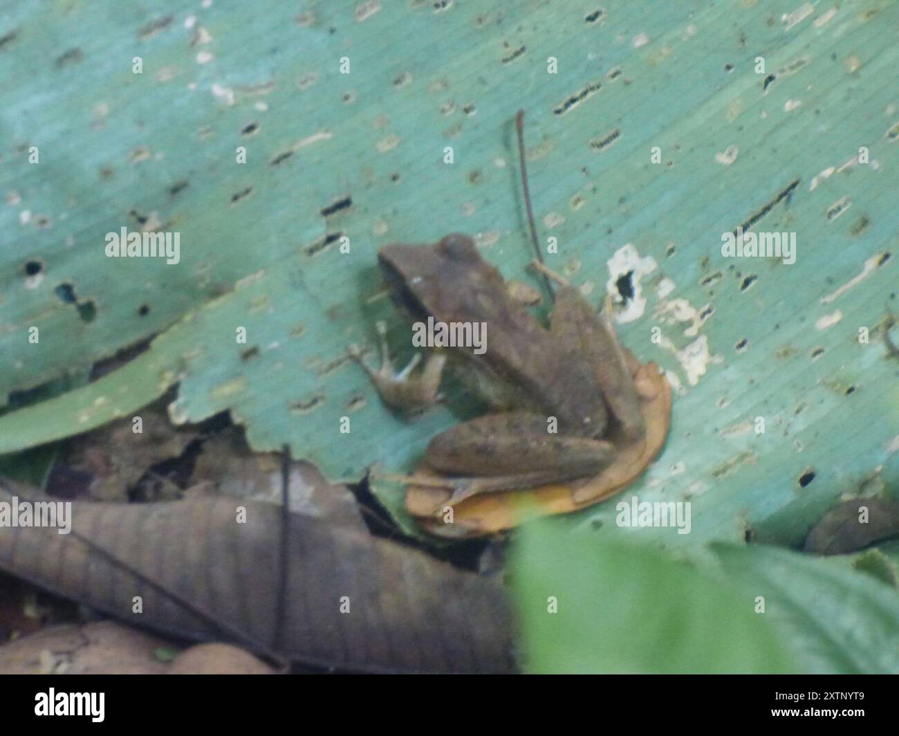 Terraranas (Brachycephaloidea) Amphibia Stock Photo - Alamy