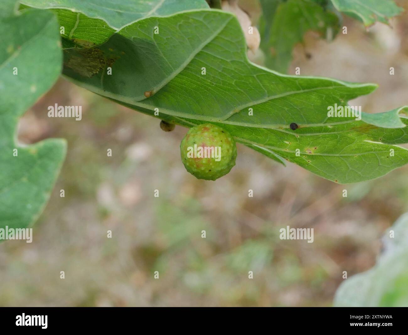 Cherry Gall Wasp (Cynips quercusfolii) Insecta Stock Photo - Alamy