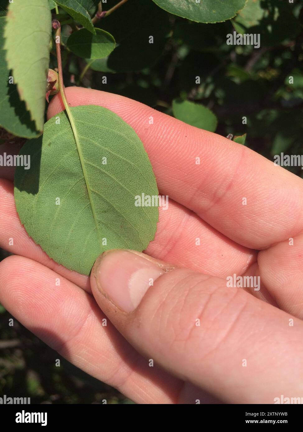 Low Serviceberry (Amelanchier humilis) Plantae Stock Photo - Alamy