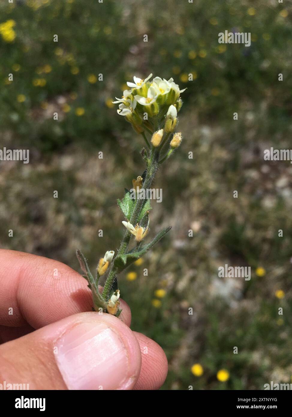 Canescent hi-res stock photography and images - Alamy