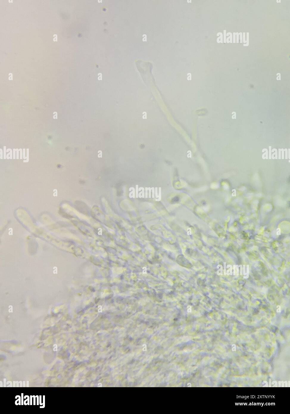 Basidiomycete Fungi (Basidiomycota) Fungi Stock Photo - Alamy