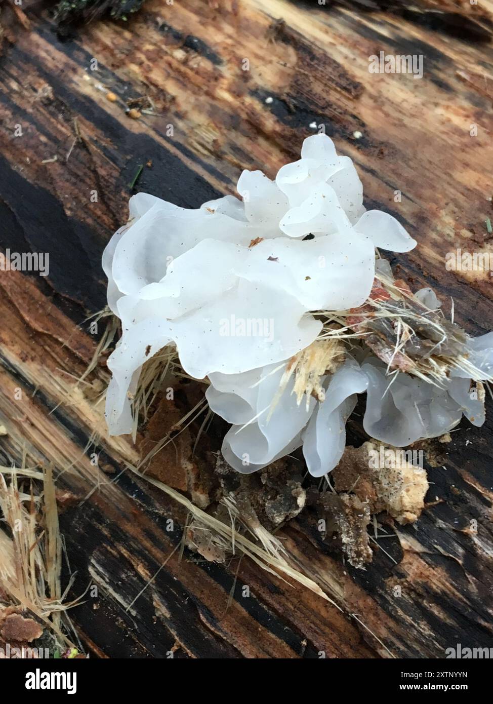 snow fungus (Tremella fuciformis) Fungi Stock Photo - Alamy