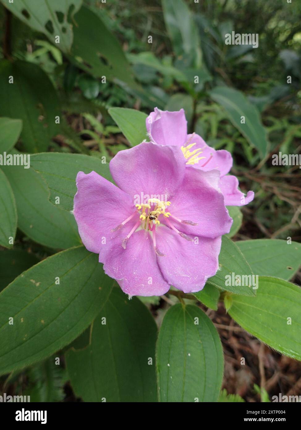 Common Melastoma (Melastoma candidum) Plantae Stock Photo - Alamy
