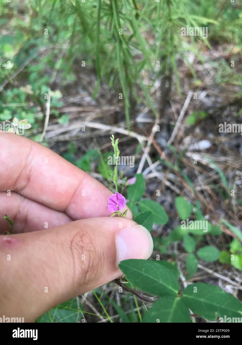 eastern milk-pea (Galactia regularis) Plantae Stock Photo - Alamy