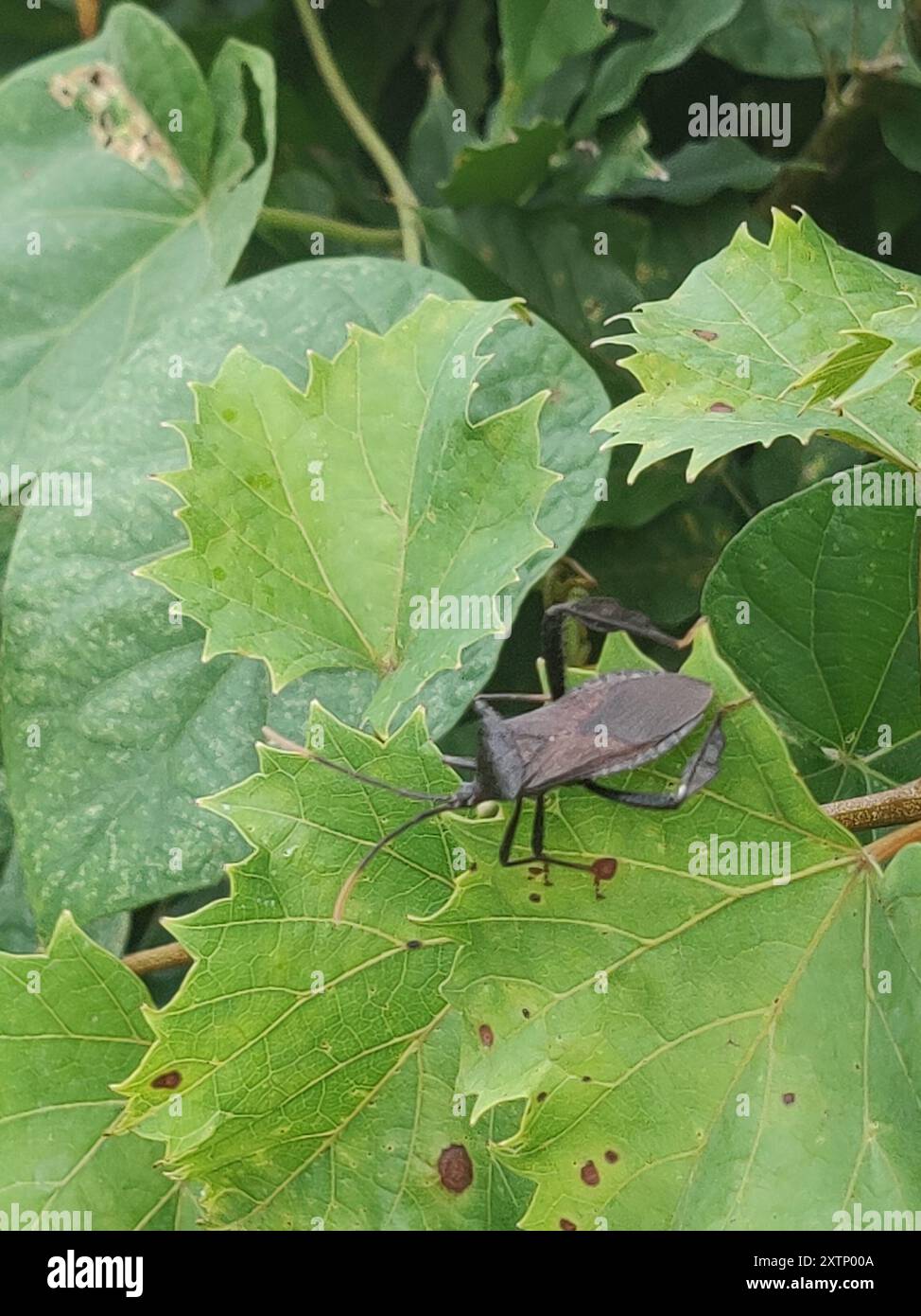Florida Leaf-footed Bug (Acanthocephala femorata) Insecta Stock Photo ...