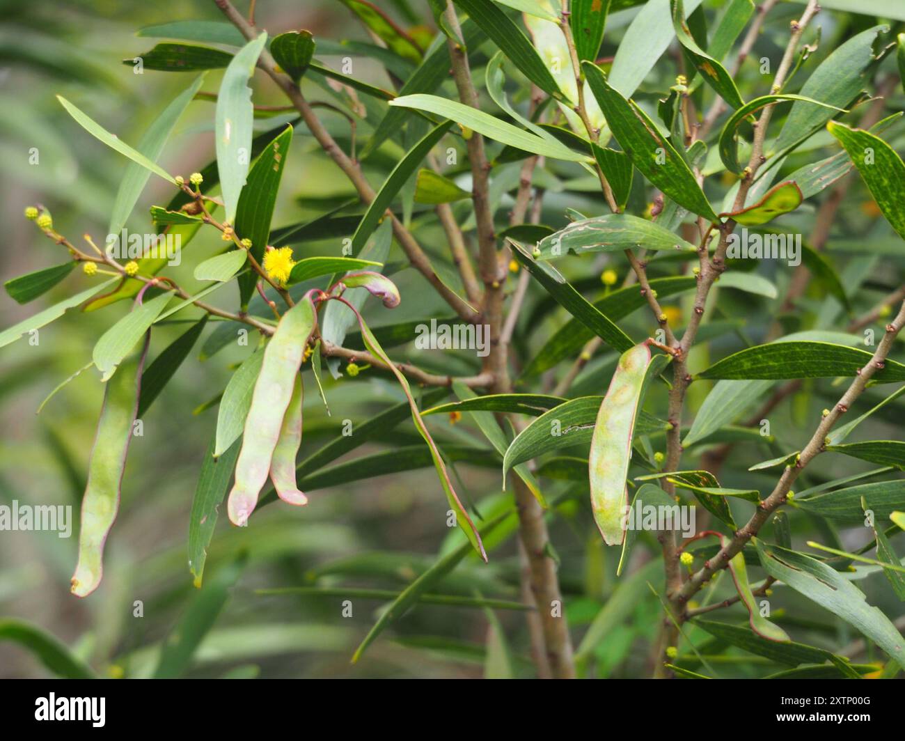 Taiwan Acacia (Acacia confusa) Plantae Stock Photo - Alamy