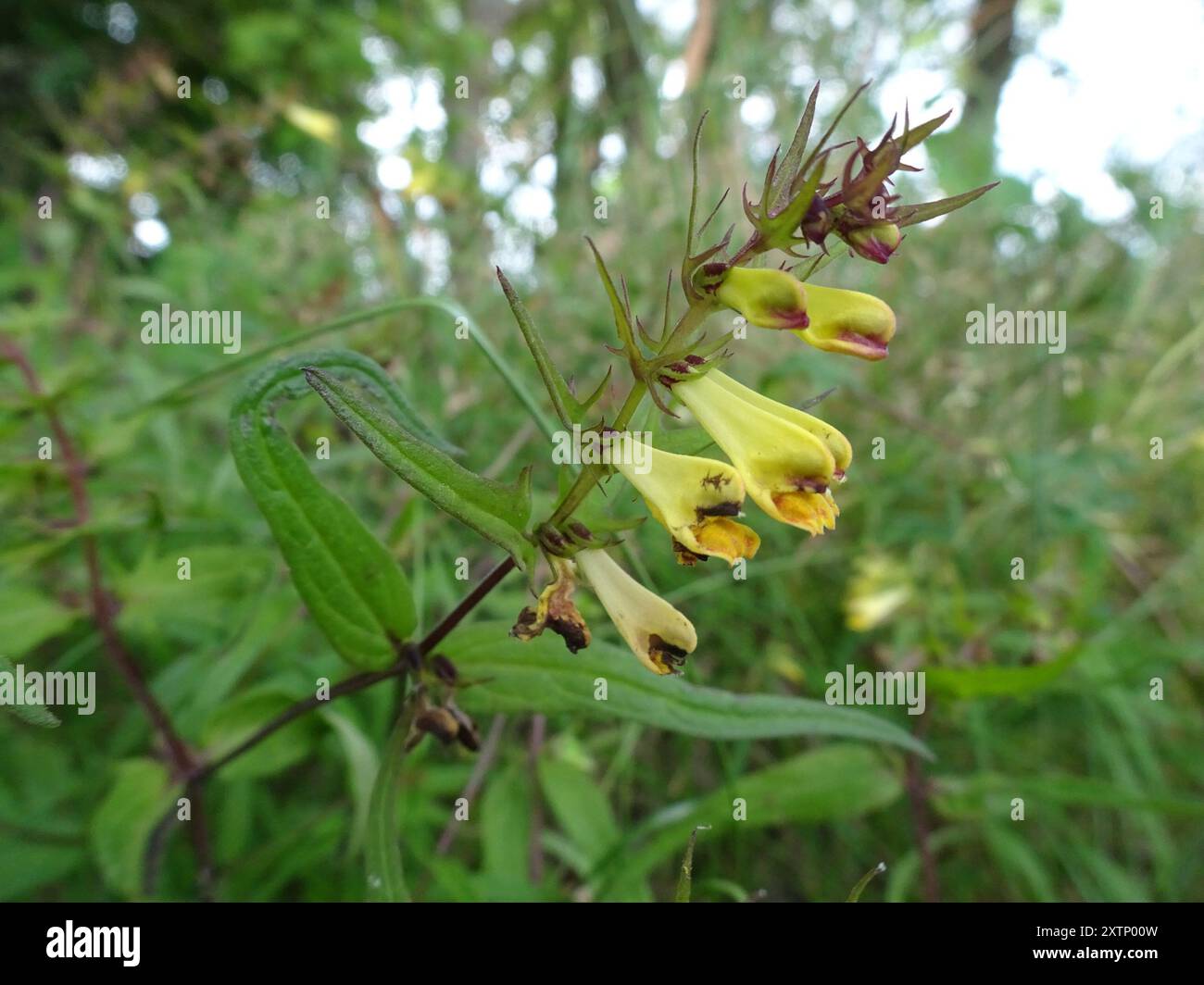 Common Cow-wheat (Melampyrum pratense) Plantae Stock Photo - Alamy