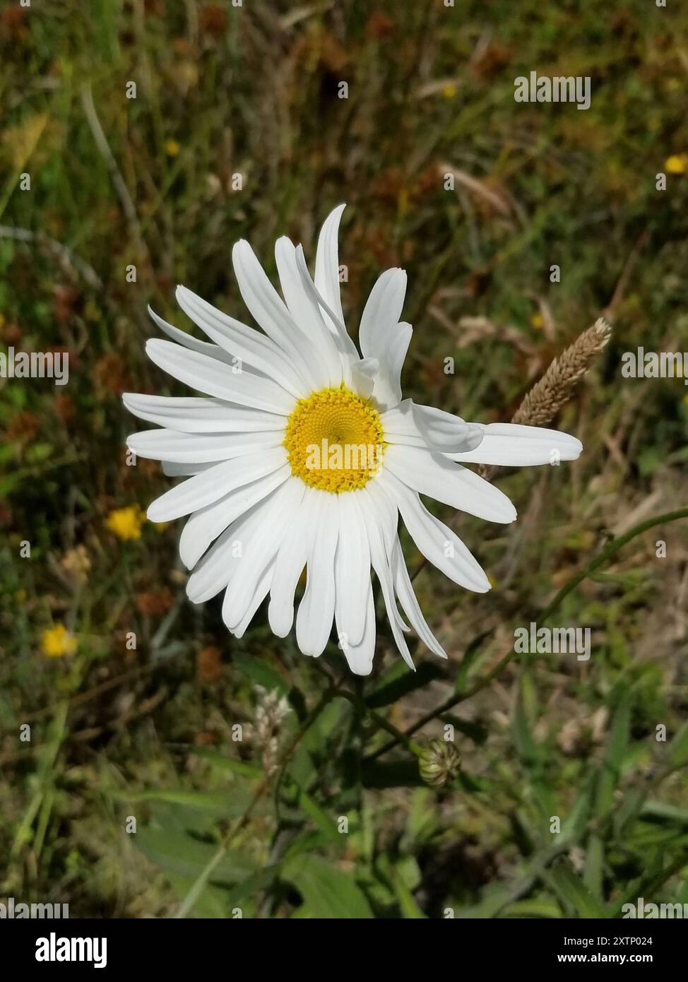 oxeye daisy (Leucanthemum vulgare) Plantae Stock Photo - Alamy