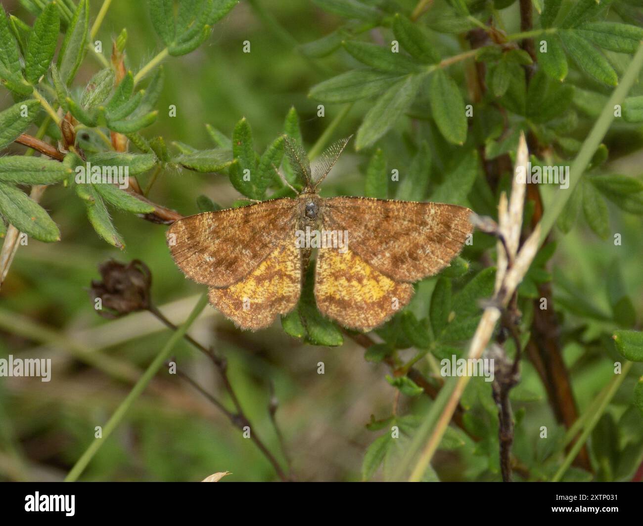 Cranberry spanworm moth hi-res stock photography and images - Alamy