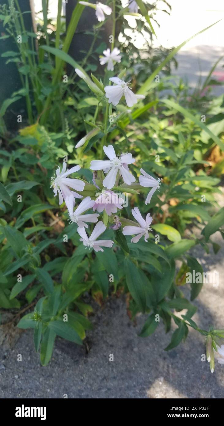 common soapwort (Saponaria officinalis) Plantae Stock Photo - Alamy