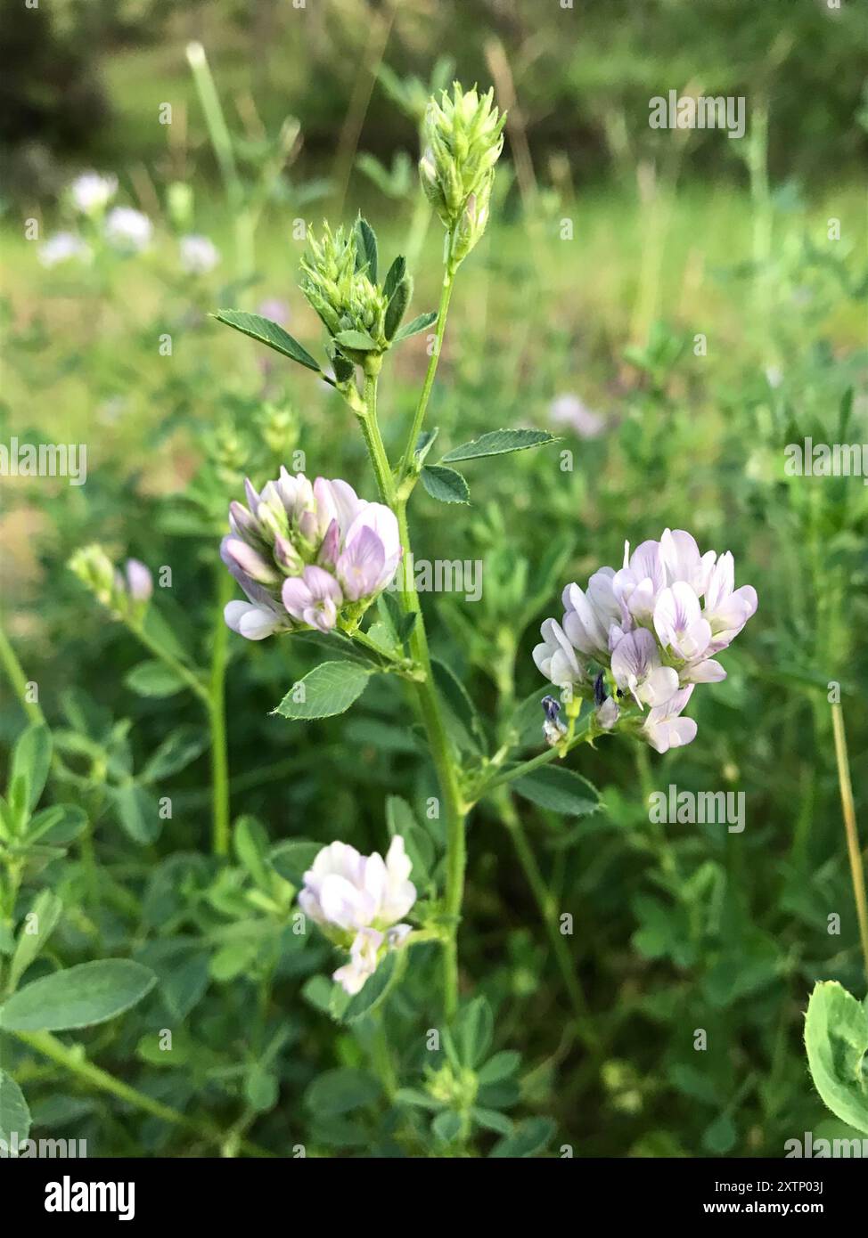 Alfalfa (Medicago sativa) Plantae Stock Photo - Alamy