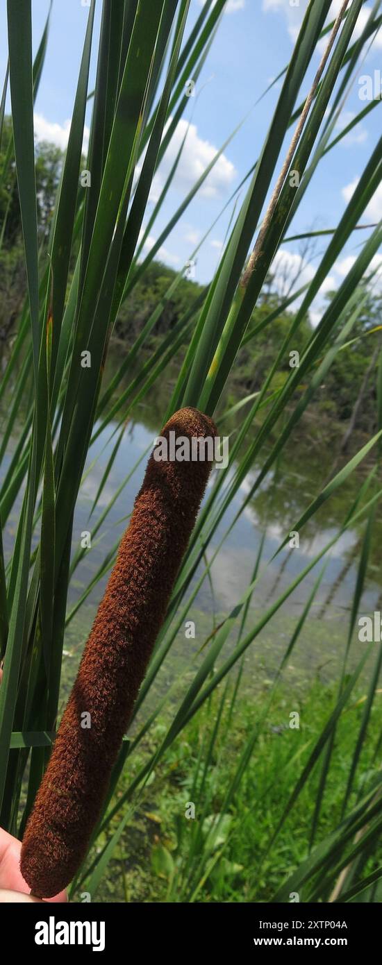 narrow-leaved cattail (Typha angustifolia) Plantae Stock Photo - Alamy