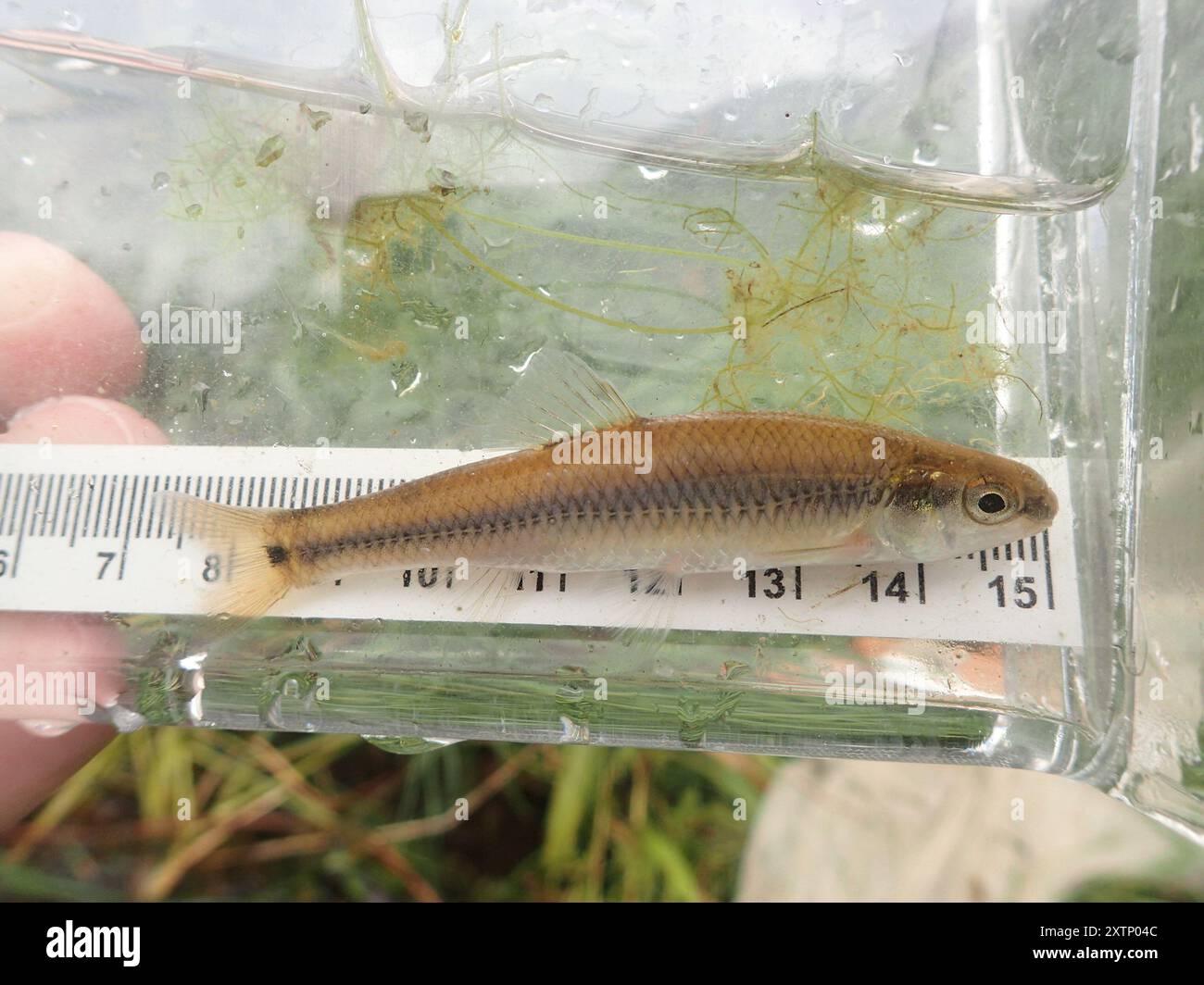 Bluntnose Minnow (Pimephales notatus) Actinopterygii Stock Photo - Alamy