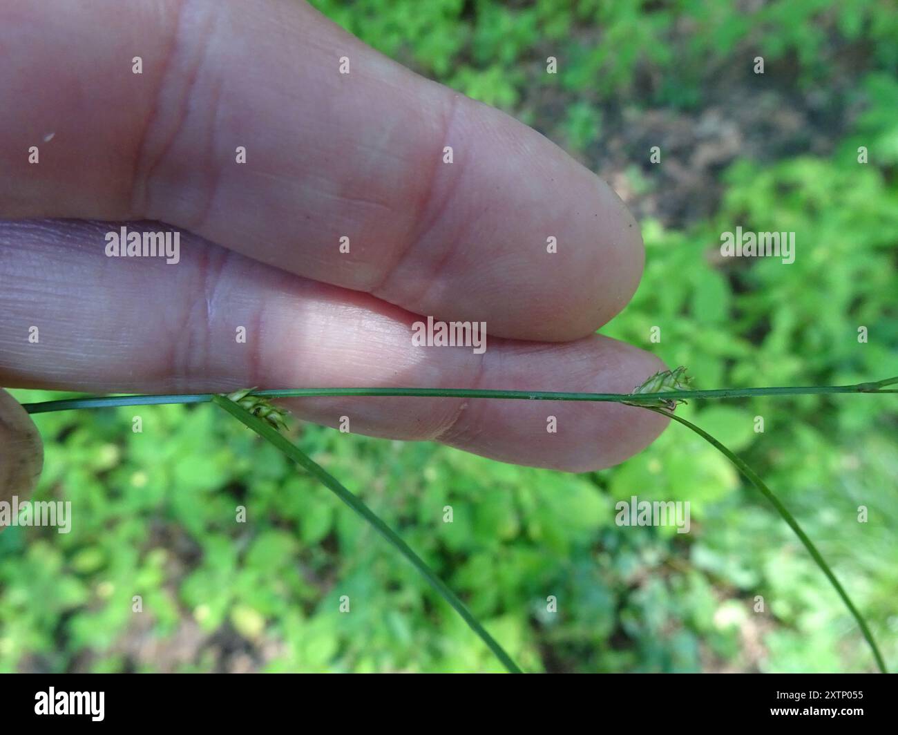 Remote Sedge (Carex remota) Plantae Stock Photo - Alamy