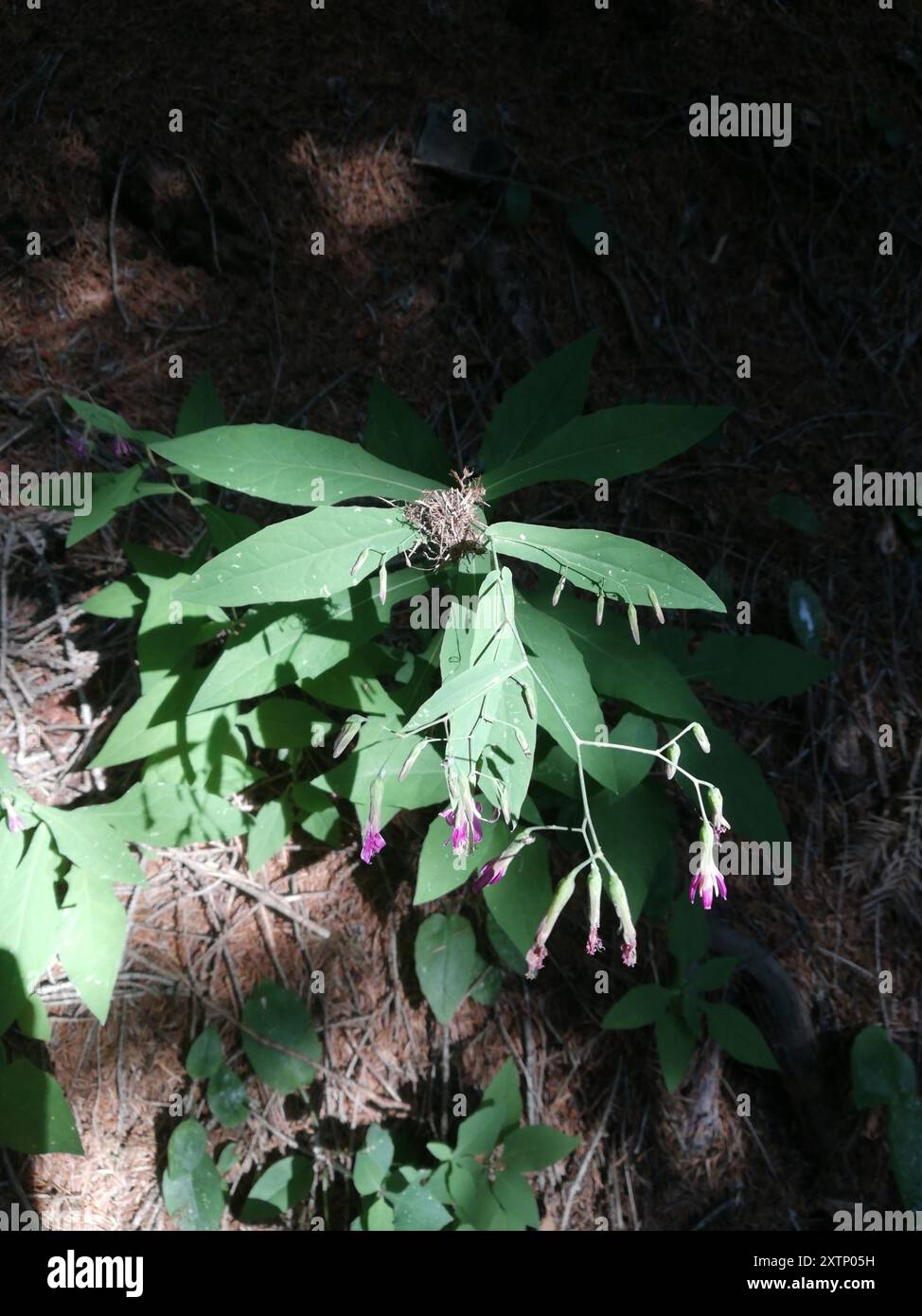 purple lettuce (Prenanthes purpurea) Plantae Stock Photo - Alamy