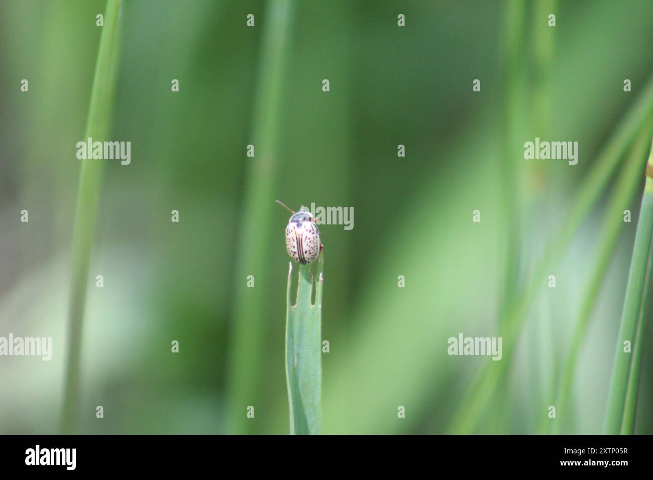 Common Willow Calligrapher Beetle (Calligrapha multipunctata) Insecta ...