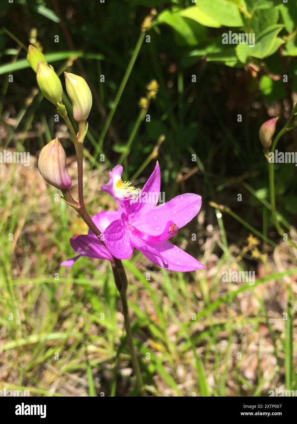 common tuberous grasspink (Calopogon tuberosus tuberosus) Plantae Stock ...