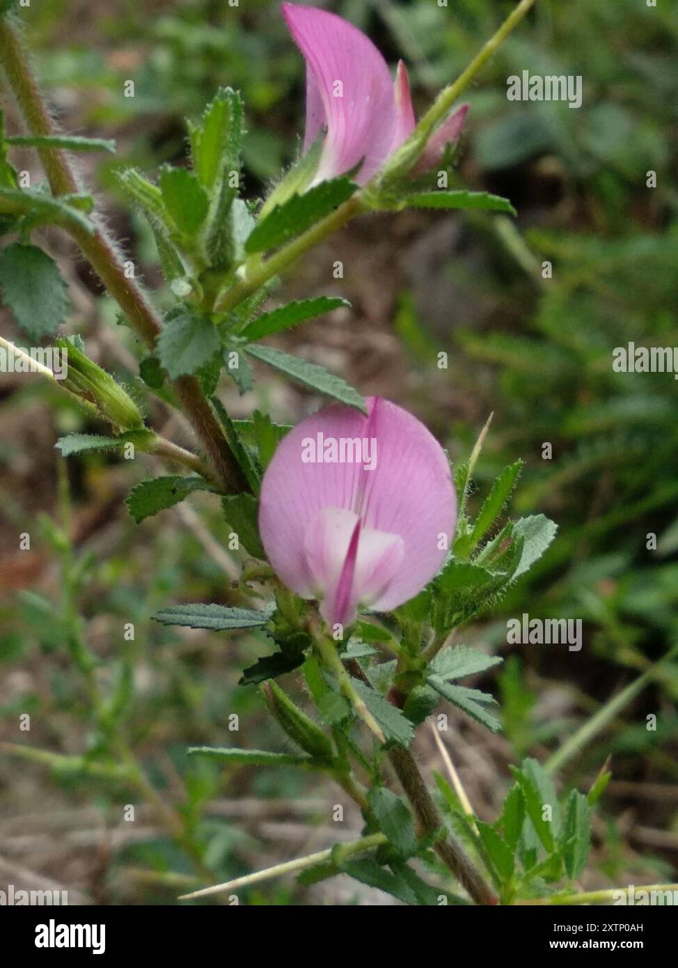 Spiny restharrow (Ononis spinosa) Plantae Stock Photo - Alamy