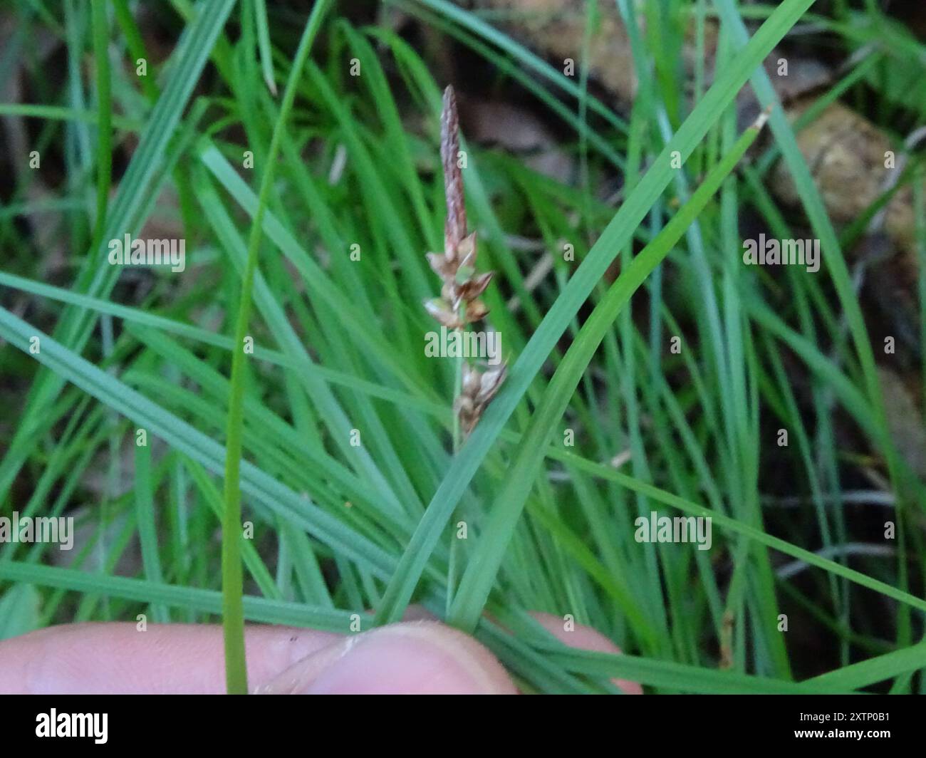 Pennsylvania sedge (Carex pensylvanica) Plantae Stock Photo - Alamy