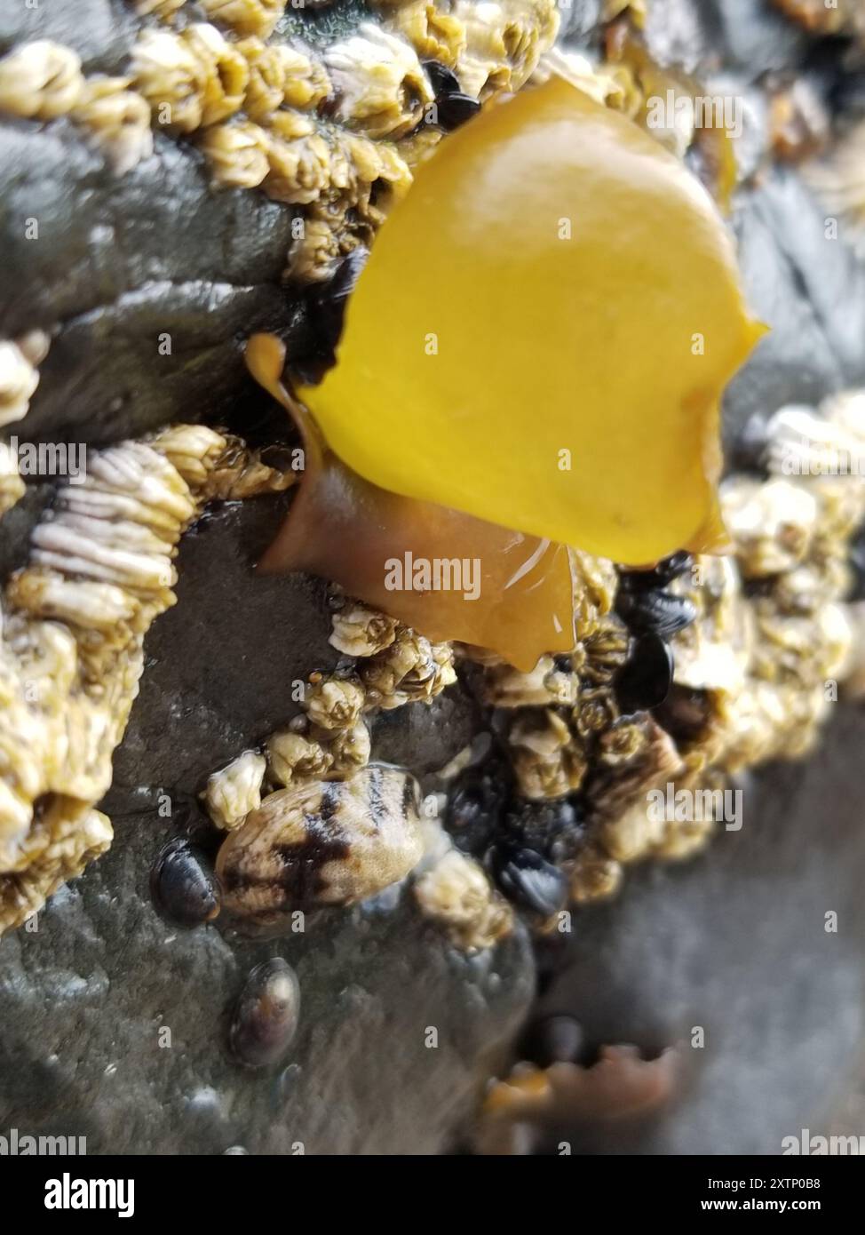 Iridescent Algae (Mazzaella) Plantae Stock Photo - Alamy