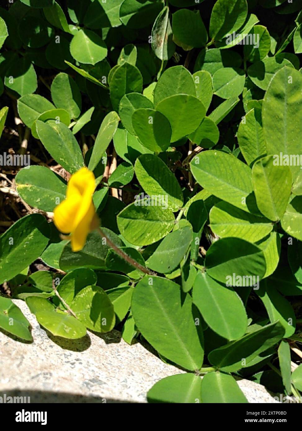pinto peanut (Arachis pintoi) Plantae Stock Photo - Alamy