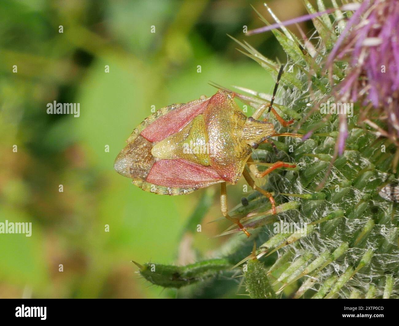 Black-shouldered Shieldbug (Carpocoris purpureipennis) Insecta Stock ...