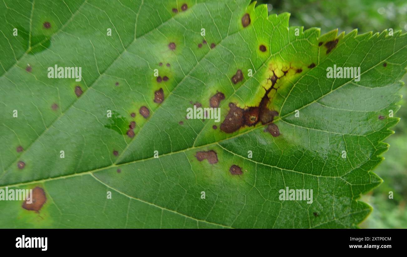 Mulberry Leaf Spot (Cercospora moricola) Fungi Stock Photo - Alamy
