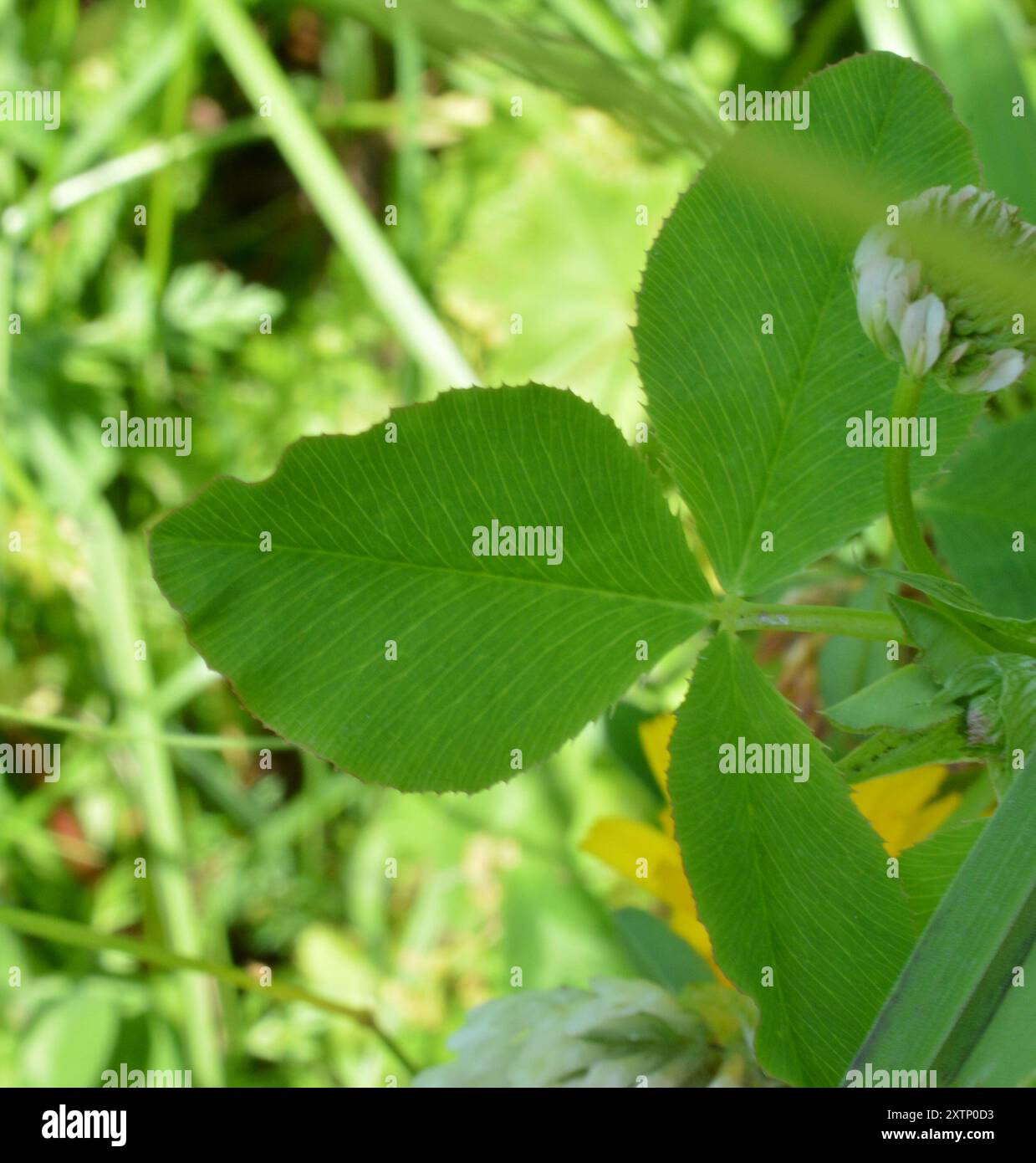 Alsike clover (Trifolium hybridum) Plantae Stock Photo - Alamy