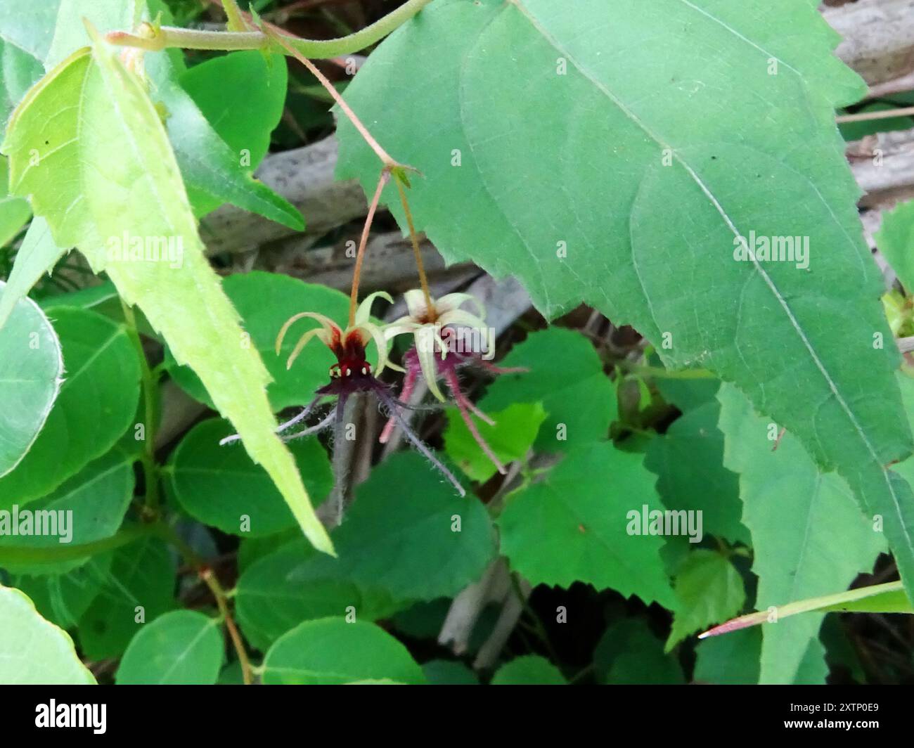 Common Hog Weed (Byttneria herbacea) Plantae Stock Photo - Alamy