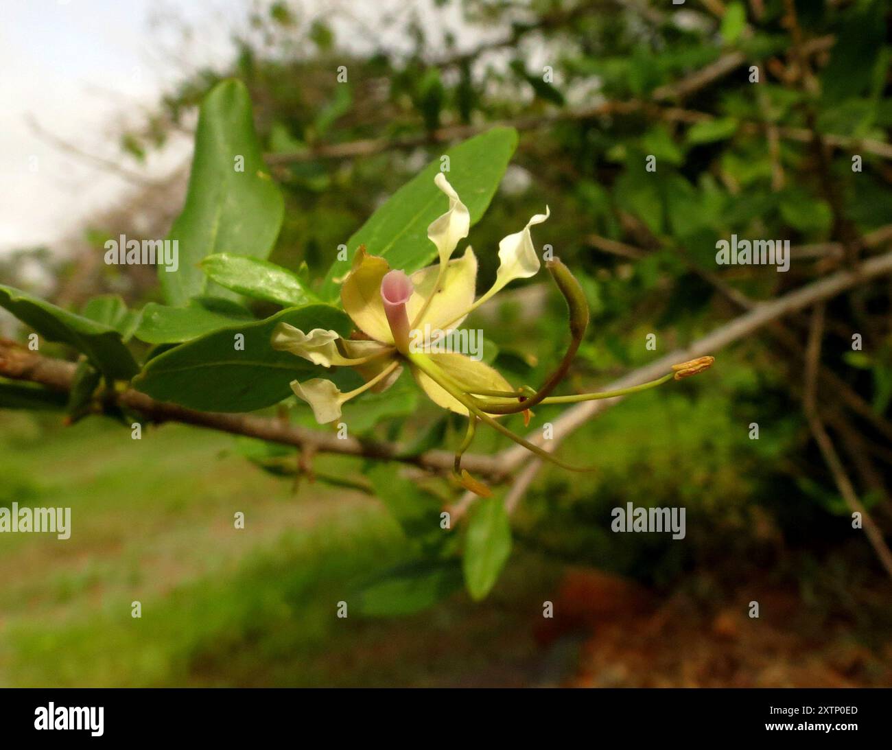 (Cadaba fruticosa) Plantae Stock Photo - Alamy