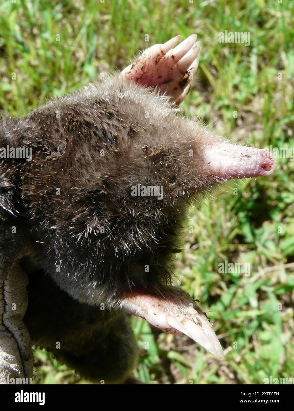 Eastern Mole (Scalopus aquaticus) Mammalia Stock Photo - Alamy