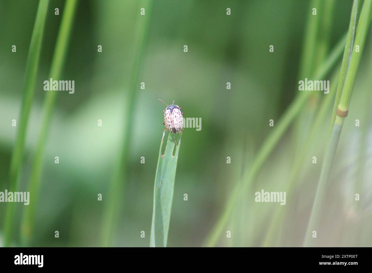 Common Willow Calligrapher Beetle (Calligrapha multipunctata) Insecta ...