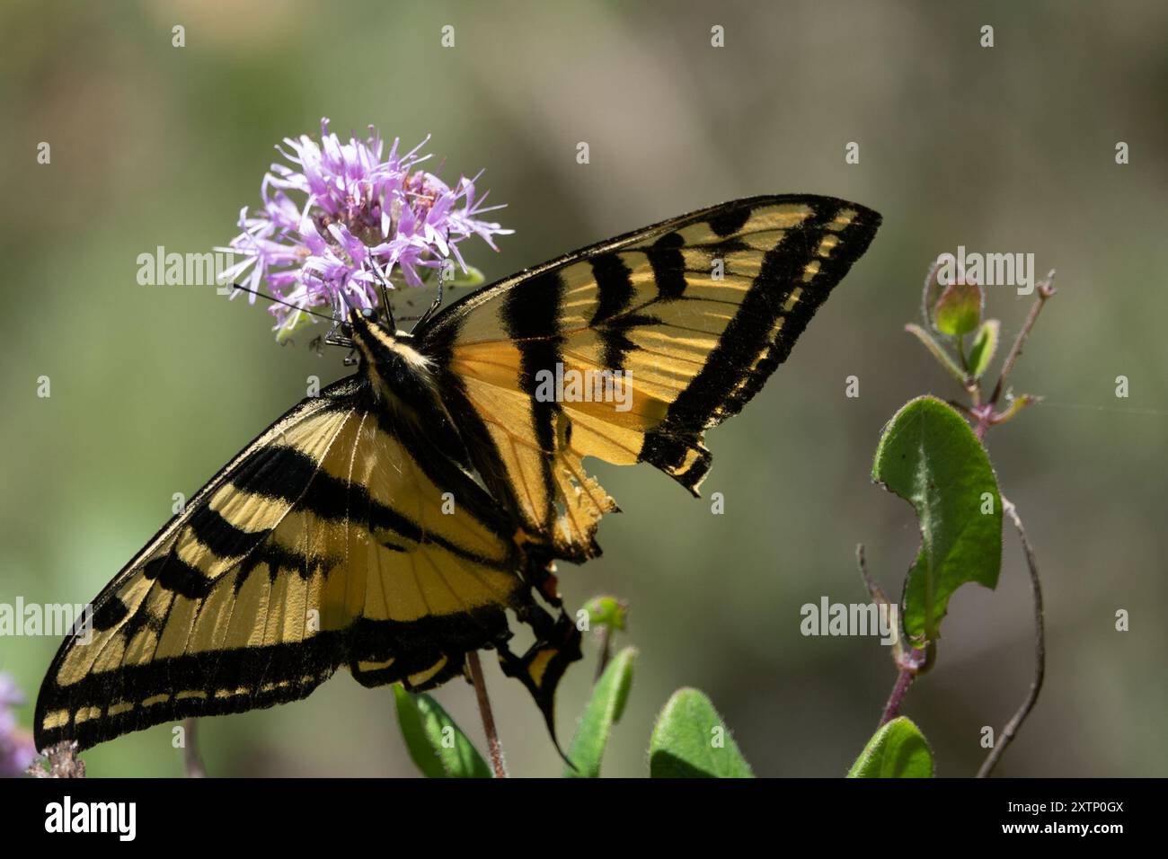 Western Tiger Swallowtail (Papilio rutulus) Insecta Stock Photo - Alamy
