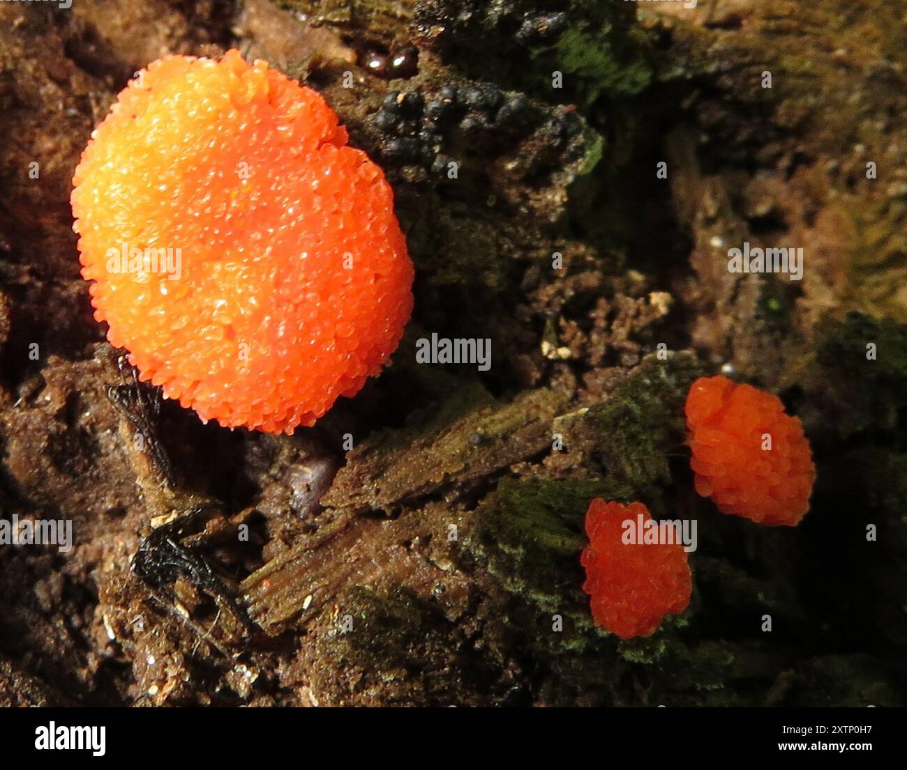 Red Raspberry Slime Mold (Tubifera ferruginosa) Protozoa Stock Photo ...