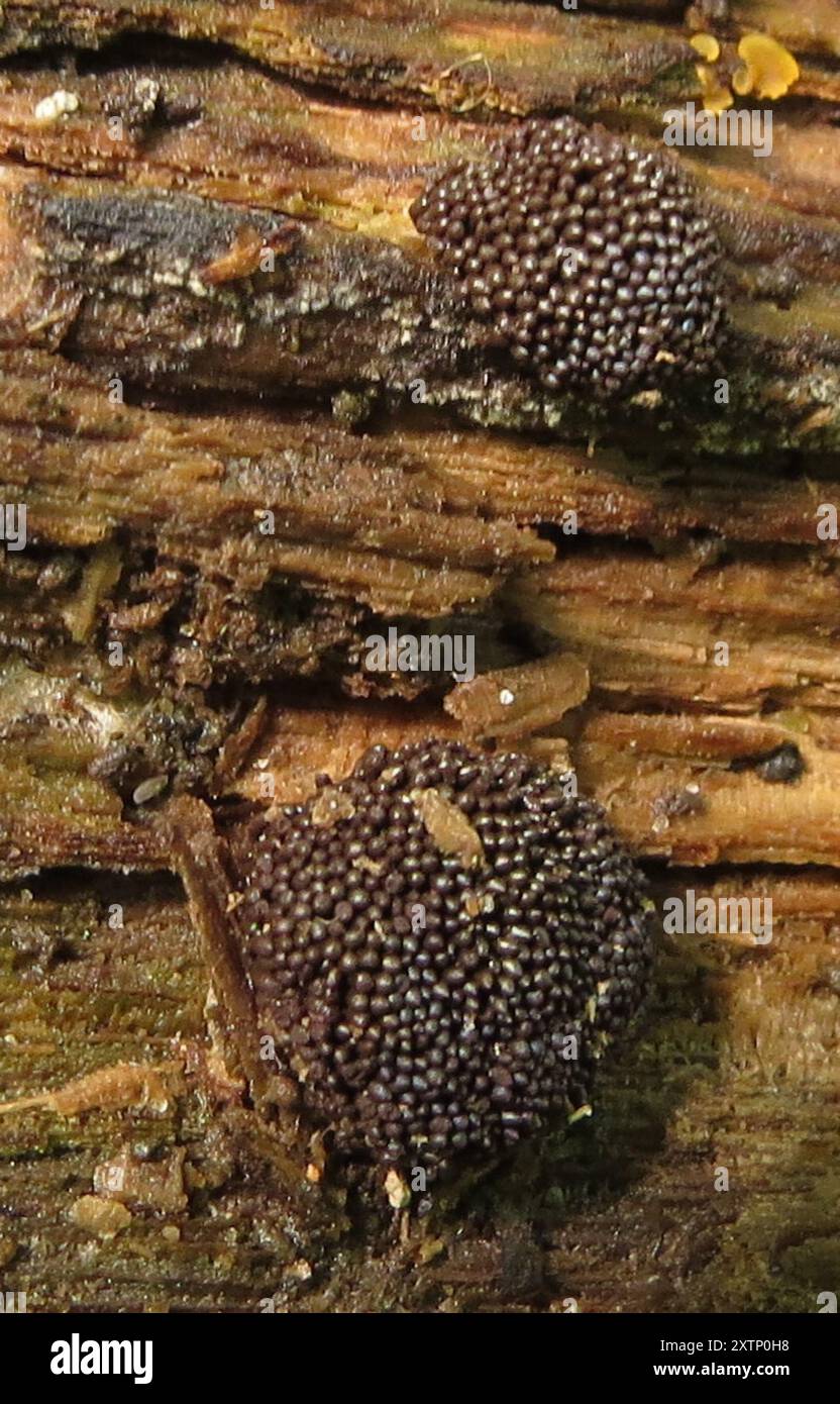 Red Raspberry Slime Mold (Tubifera ferruginosa) Protozoa Stock Photo ...