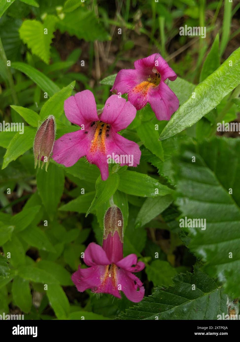 Lewis' monkeyflower (Erythranthe lewisii) Plantae Stock Photo - Alamy